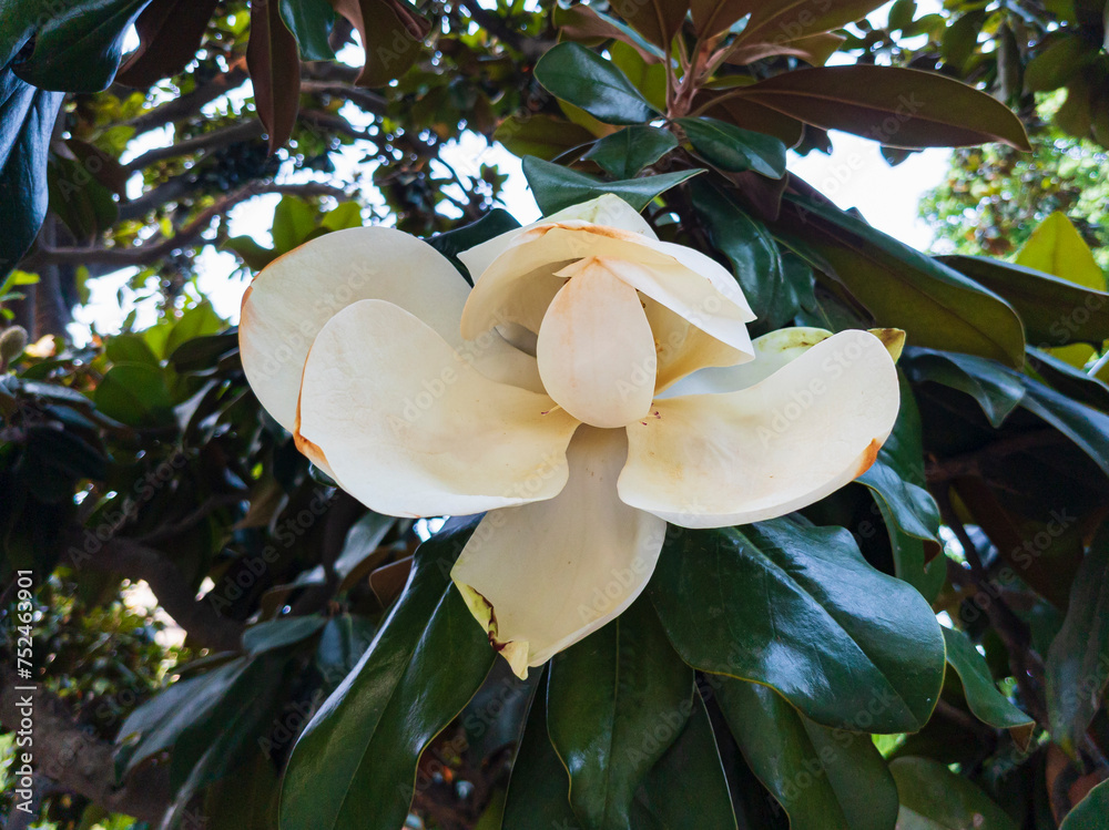 Flowering Ficus Macrophylla. A branch with a white blooming flower of ...