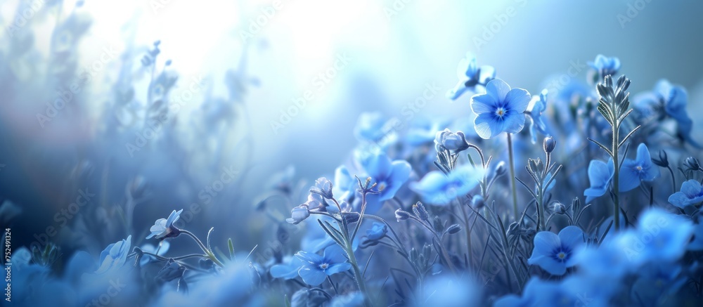 Gorgeous Blue Flowers High Definition Wallpapers for Stunning Desktop ...