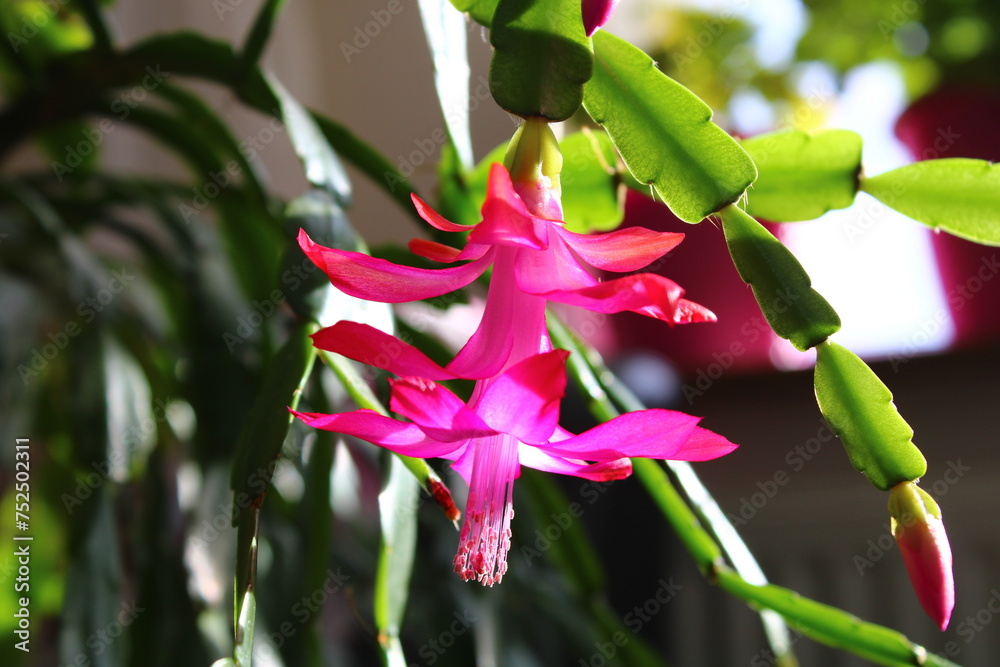 Schlumbergera truncata, the false Christmas cactus, is a species of ...