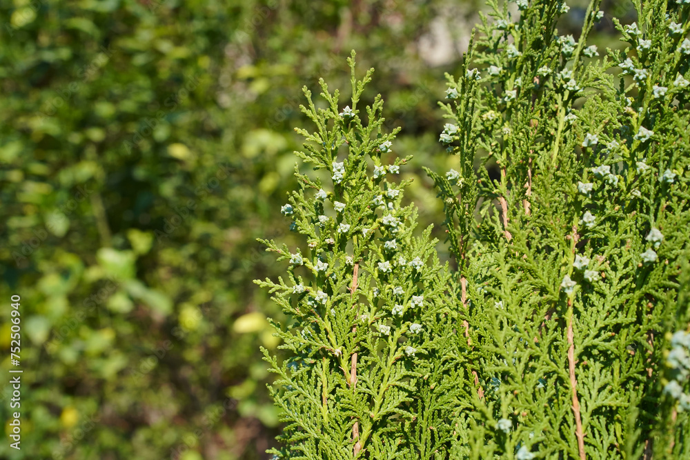 Green branches of thuja or cypress with blue, turquoise cones, close-up ...