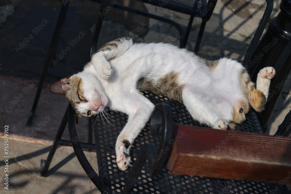 Sun-Soaked Cat Napping on a Chair, enjoying a lazy sunbath on a metal ...