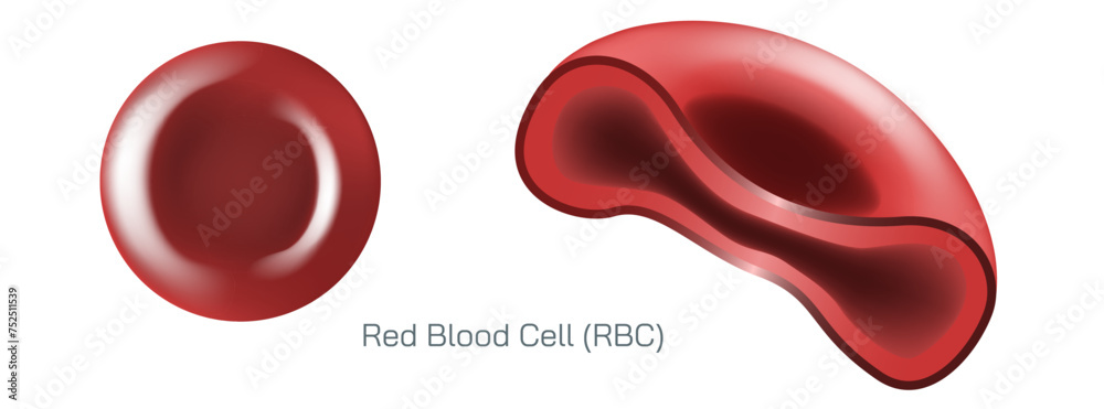 Red blood cells, scientific name erythrocytes, also referred to as red ...