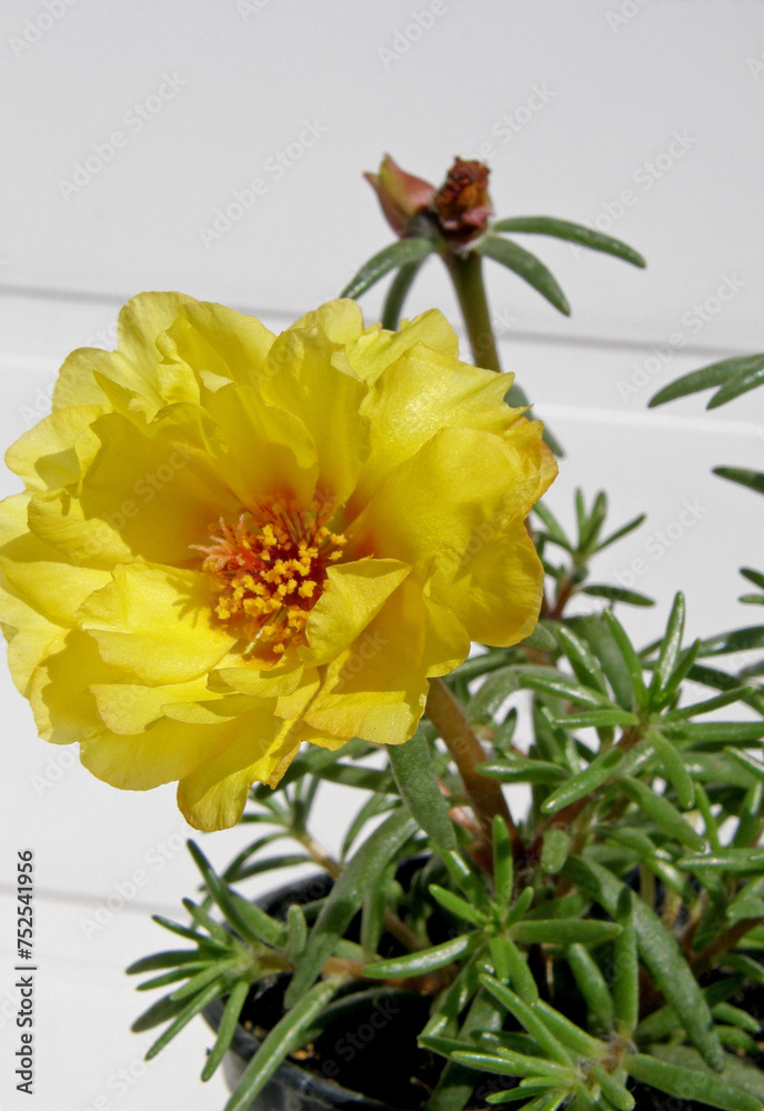 Portulaka wielkokwiatowa, Portulaca grandiflora, żółte kwiaty, żółta ...