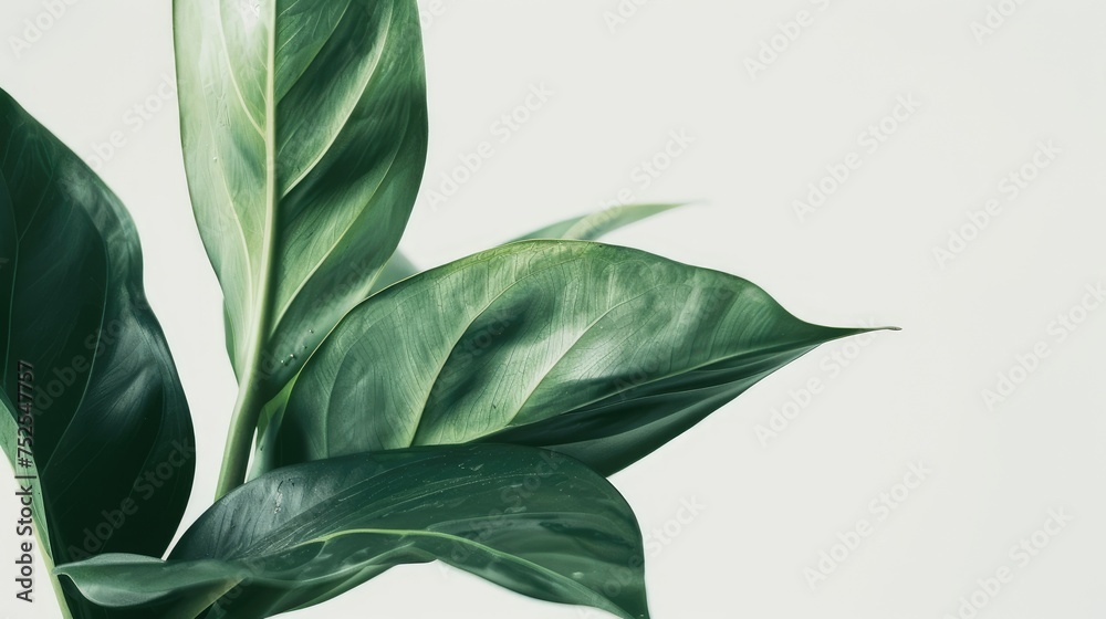 an aesthetic green plant with a close-up focus against a pristine white ...