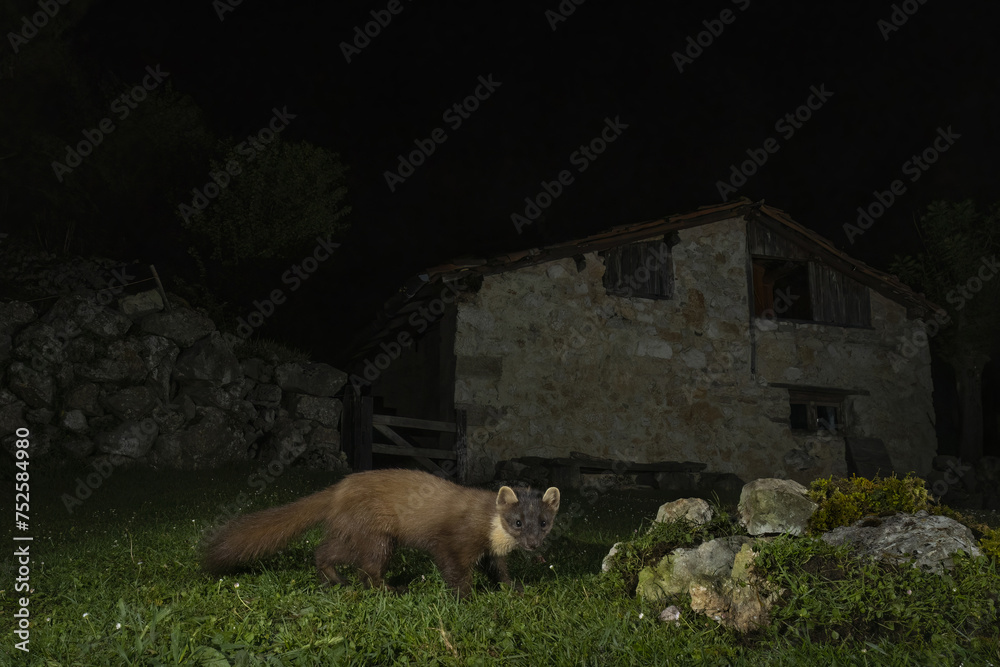 A pine marten is captured in a rare nocturnal moment, its eyes glinting ...