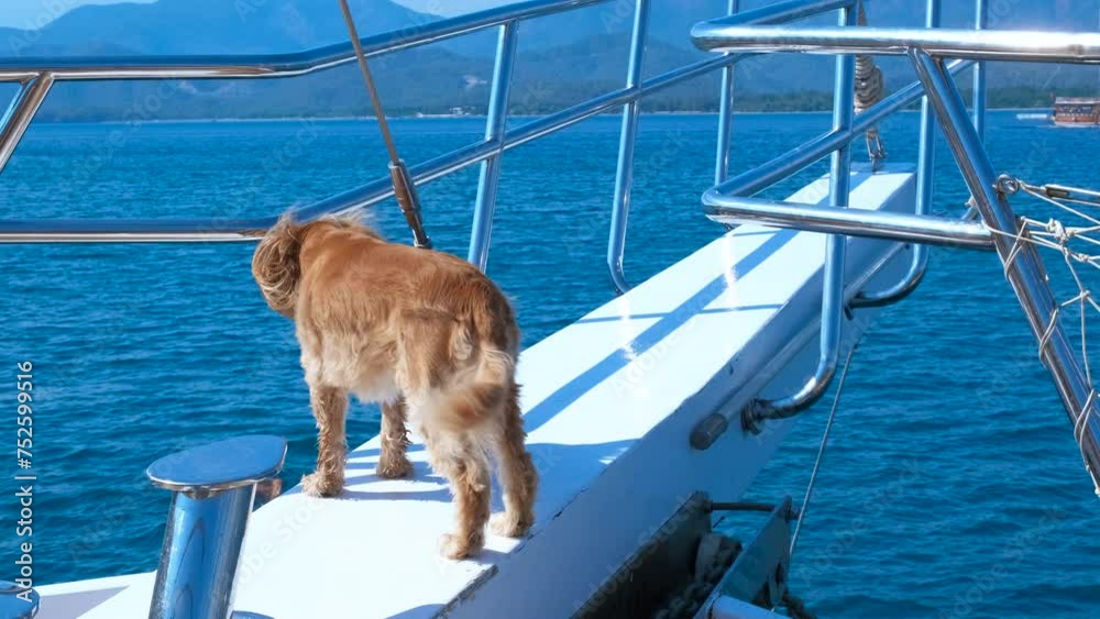 Dog on sailing yacht in blue sea. A view of dog on white wooden yacht ...