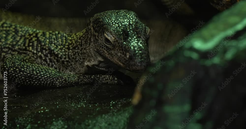 A close-up of a monitor lizard resting on a rock . The lizard is dark ...