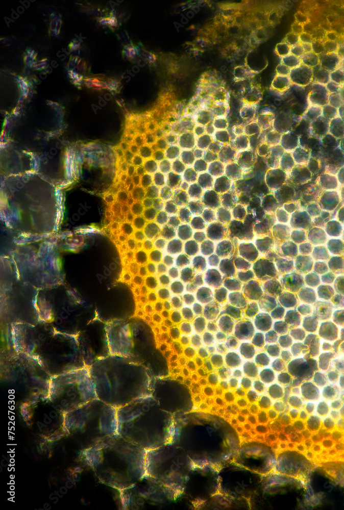 Cross section of a peat moss stem, showing hyaline cells. Stock Photo ...