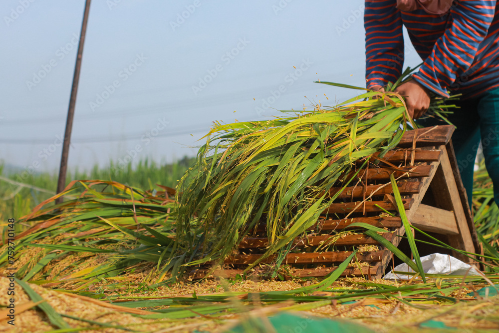 The process of separating the rice seeds from the stalks in the ...