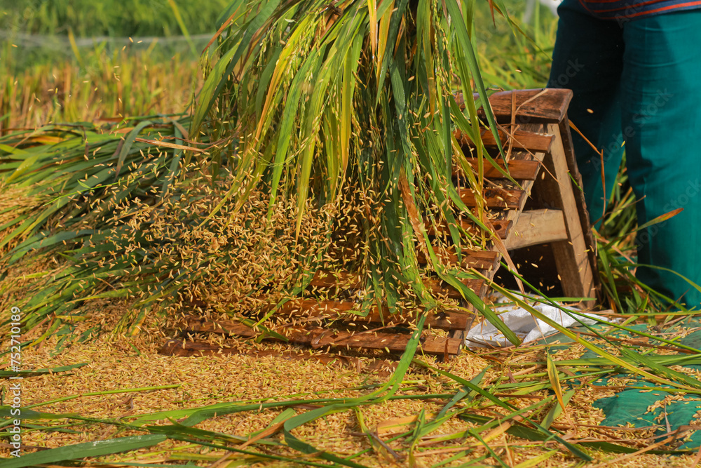 Foto Stock The process of separating the rice seeds from the stalks in ...