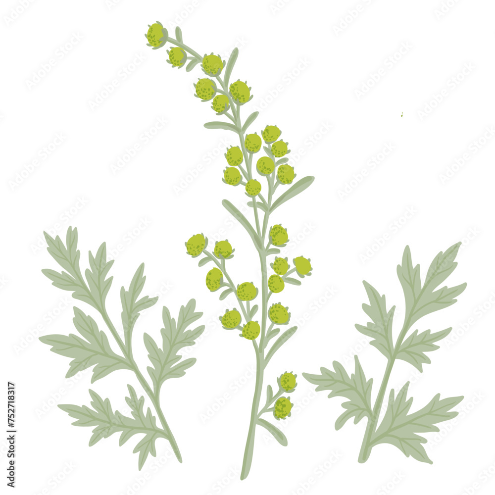 wormwood, field flower, vector drawing wild plants at white background ...