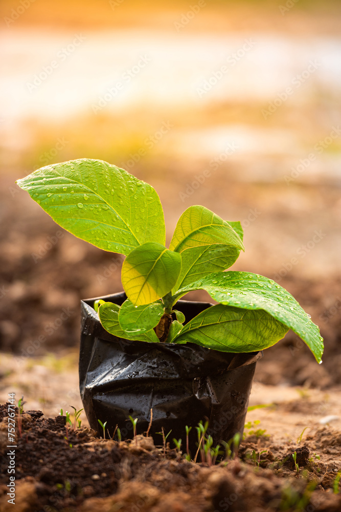 Young teak tree growing in yellow sunlight with dew drops on their ...
