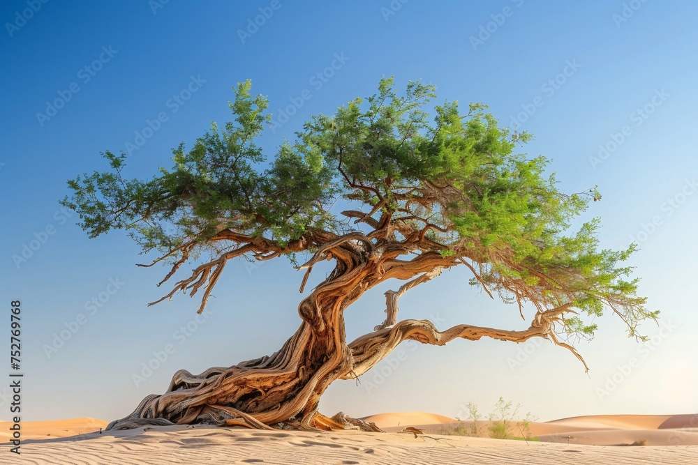 Bare Tree in the Desert A Surprisingly Cool Tree in the Middle of the ...