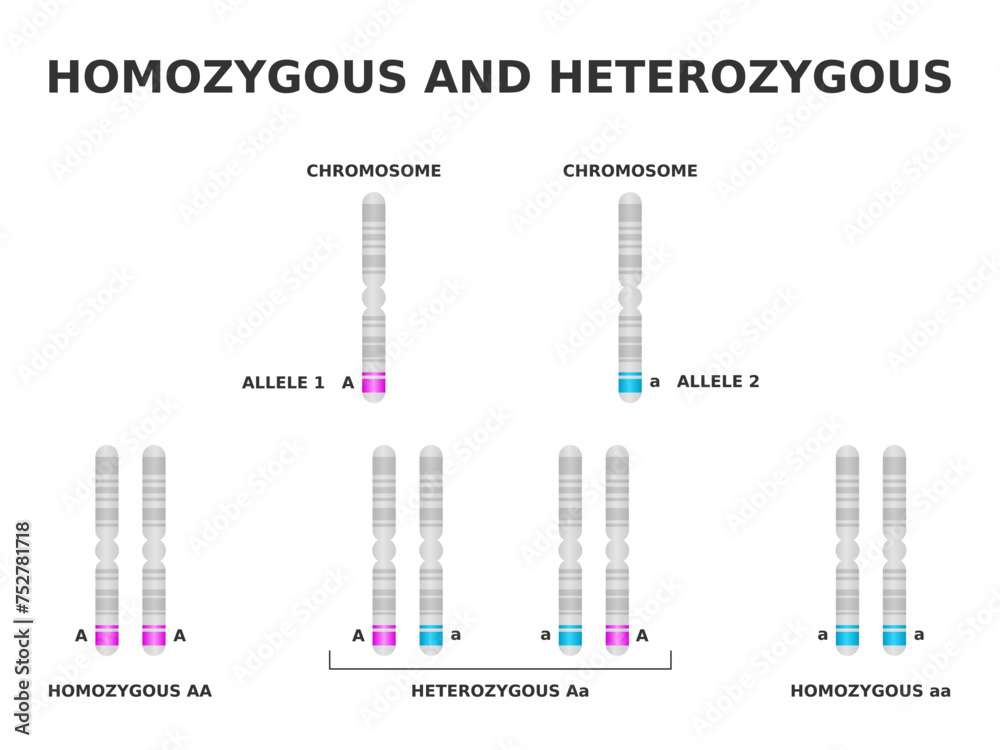 Homozygous and heterozygous. Homozygous has same allele for a ...