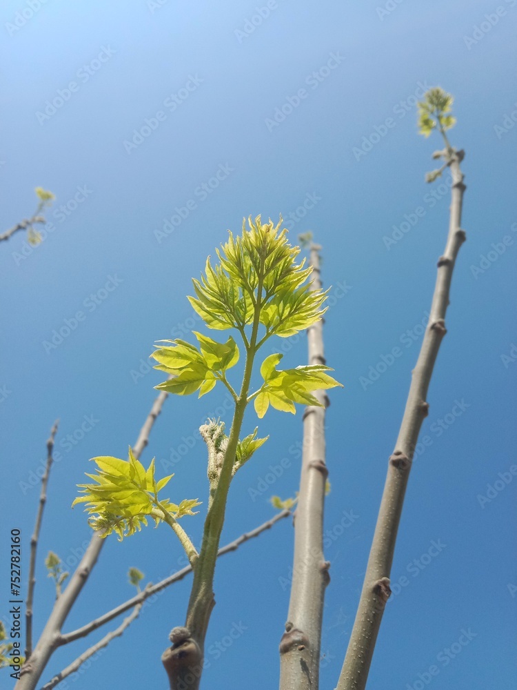 melia azedarach leaves or young leaves of chinaberry tree, pride of ...