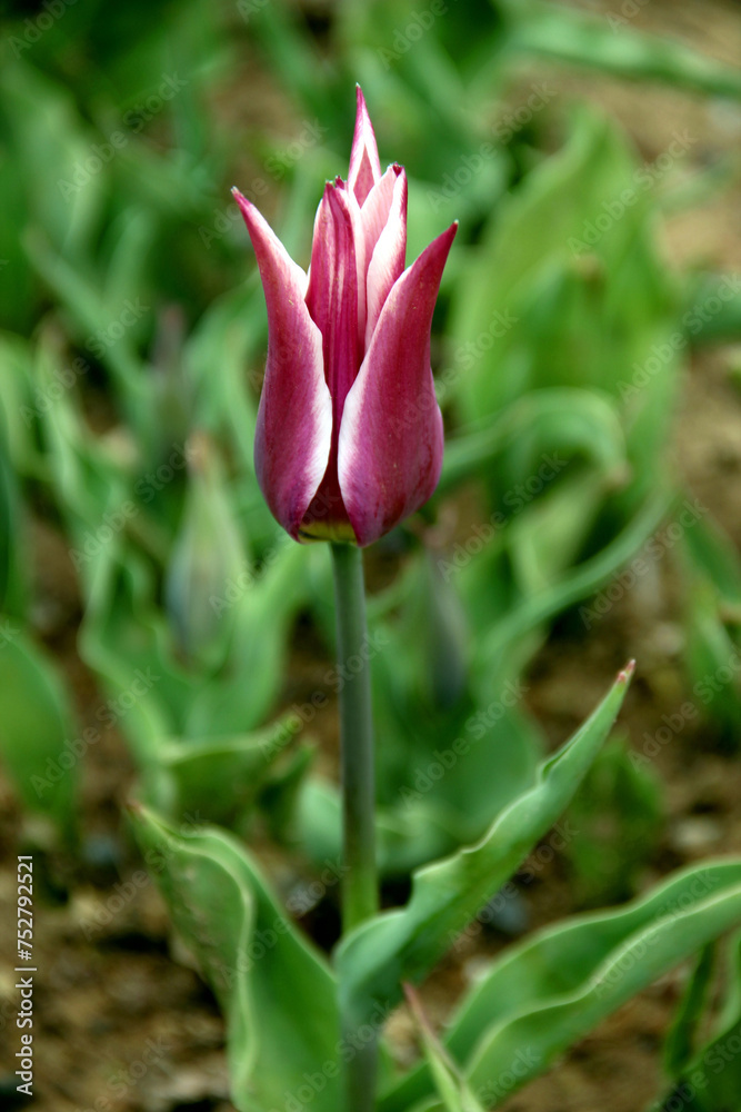 Close-up vertical photo of a bright purple and white tulip on a blurred ...