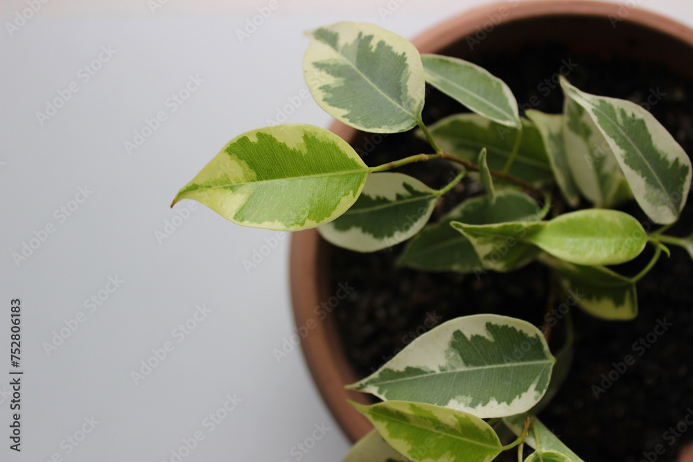 Branches Of Young Ficus Plant In Flower Pot Isolated On White Closeup ...