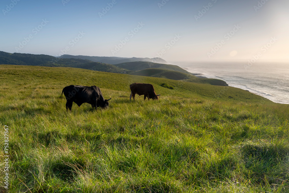 The Wild Coast, grasslands and African veld grazing fields for Nguni ...