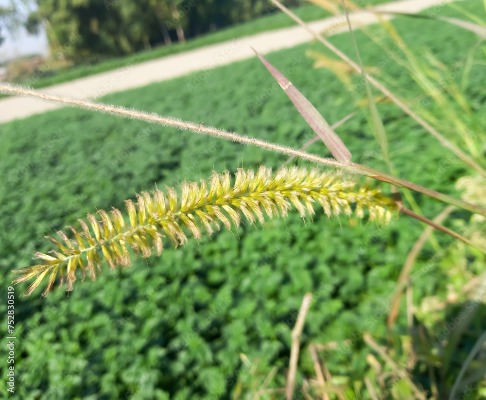 Pennisetum alopecuroides. Fountaingrass or dwarf fontain grass ...
