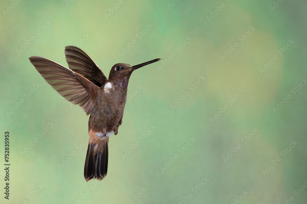 Brown inca hummingbird hovering in flight, wings spread against a green ...