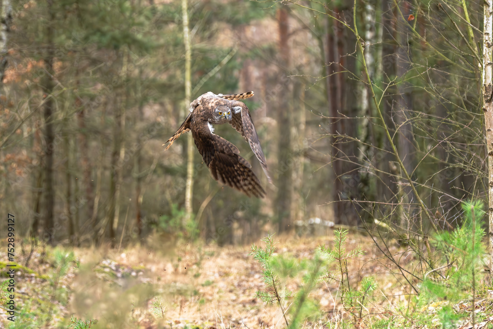 The hawk (Accipiter gentilis) is a medium-sized predator species in the ...