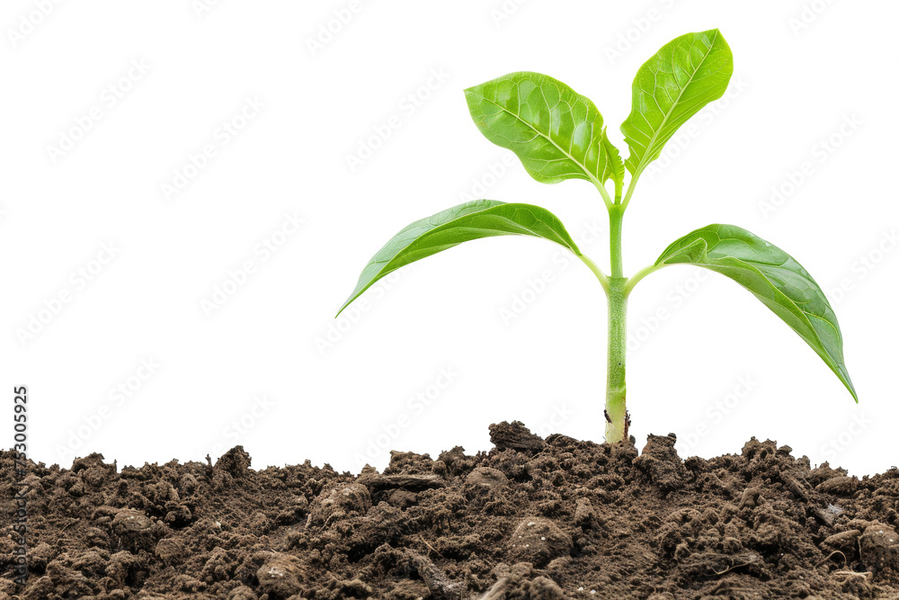 Young green plant sprouting from soil on transparent background - stock ...