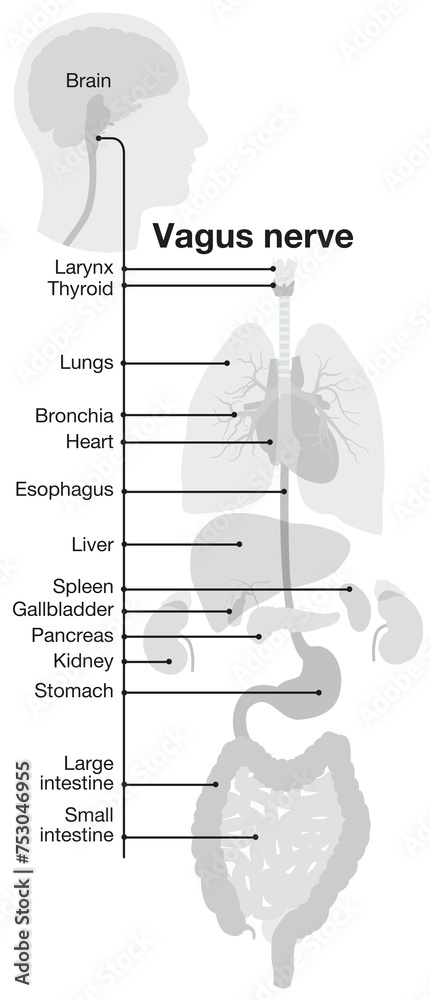 Vagus nerve, part of the parasympathetic nervous system, medically ...