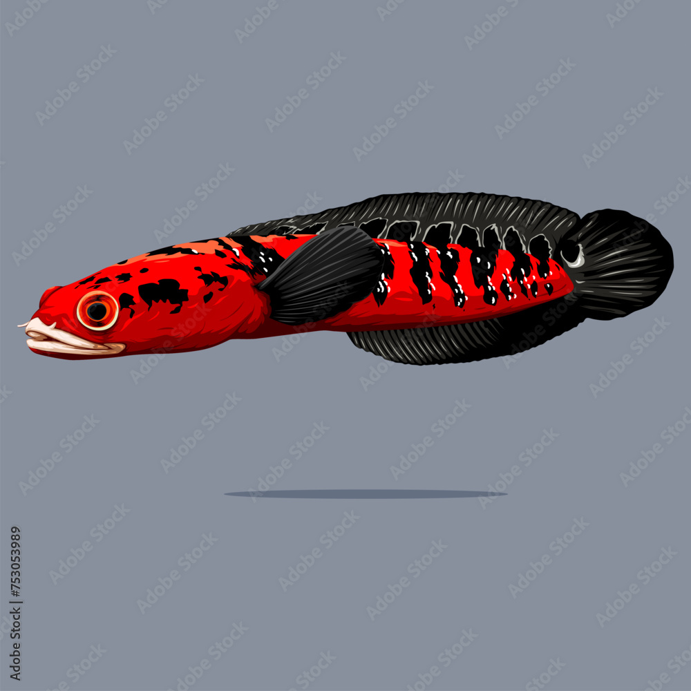 Vecteur Stock Channa Marulioides Red Sentarum Vector Cartoon, Detailed ...