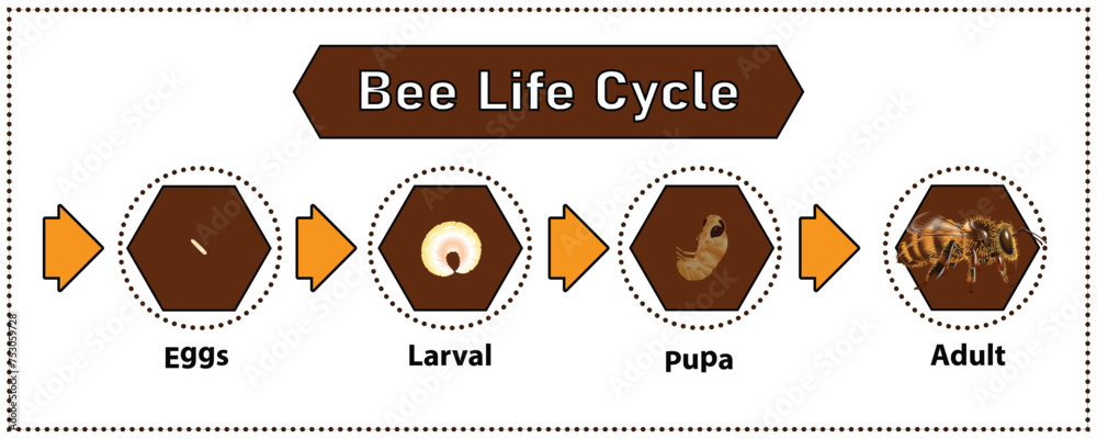 Bee Life Cycle object vector on white background.Isolated.for graphic ...