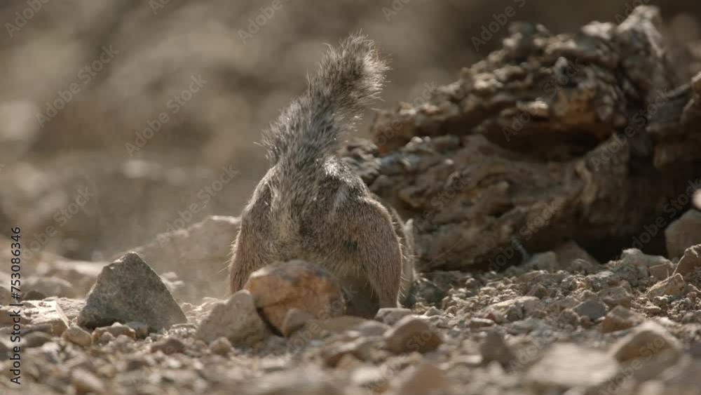 Round-tailed ground squirrel digging in the sand in the Sonoran desert ...