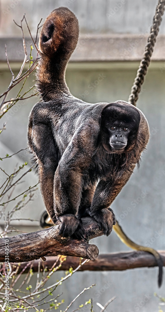 Woolly monkey on the branch in its enclosure. Latin name - Scimmia ...