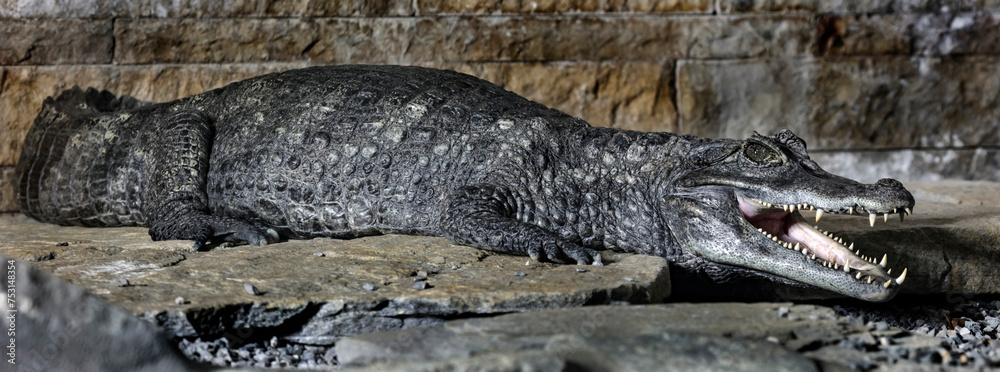 Spectacled caiman also known as white caiman, common caiman, and ...