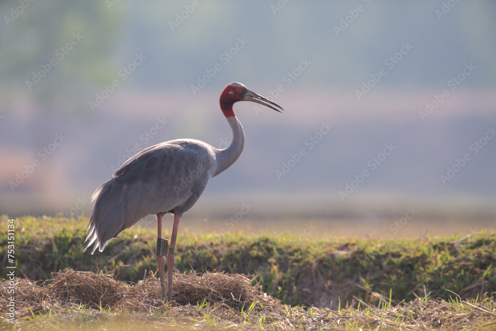 Sarus Crane - World's tallest flying bird. An endangered specie and ...