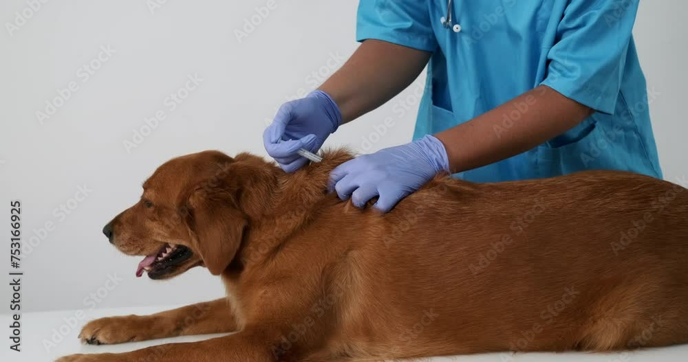 A veterinarian gives a vaccine to a Golden Retriever dog that lies on a ...