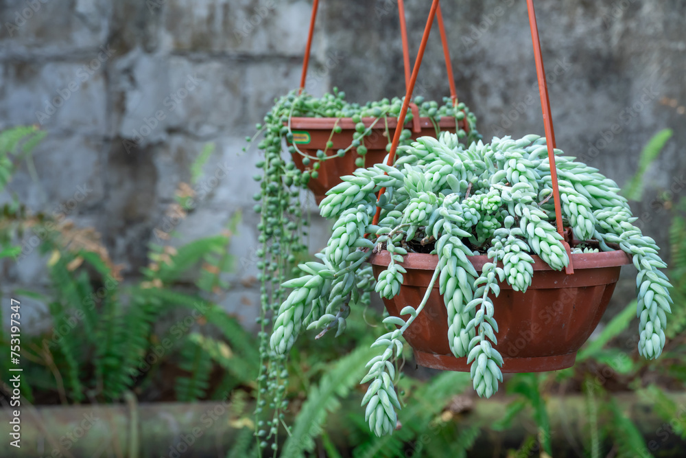 Sedum morganianum plant or donkeys tail in flowerpot in glasshouse ...