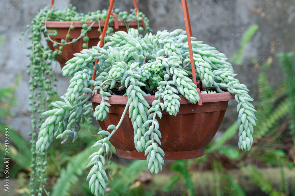 Sedum morganianum plant or donkeys tail in flowerpot in glasshouse ...