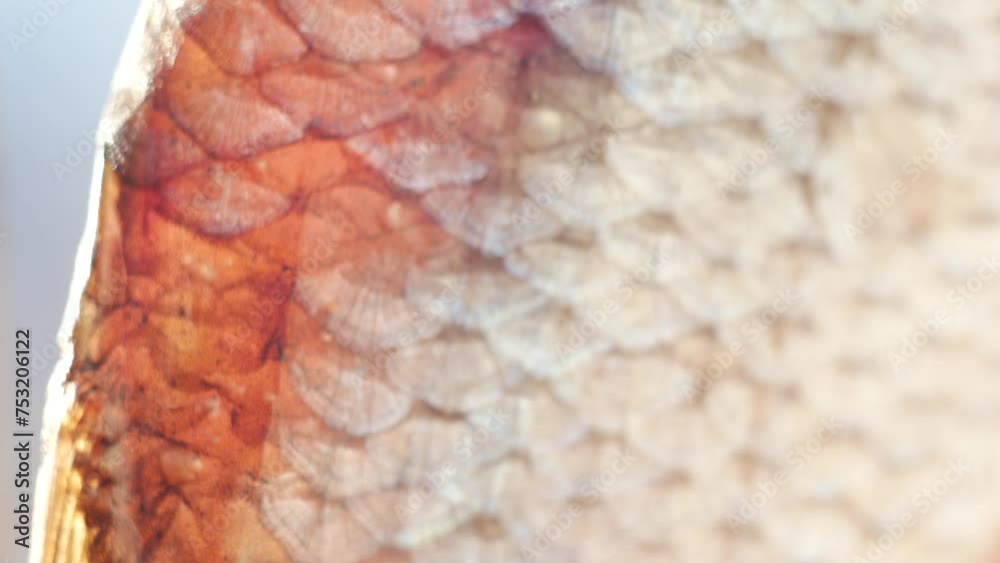 Macro photography of salted crucian carp scales during drying. The fish ...
