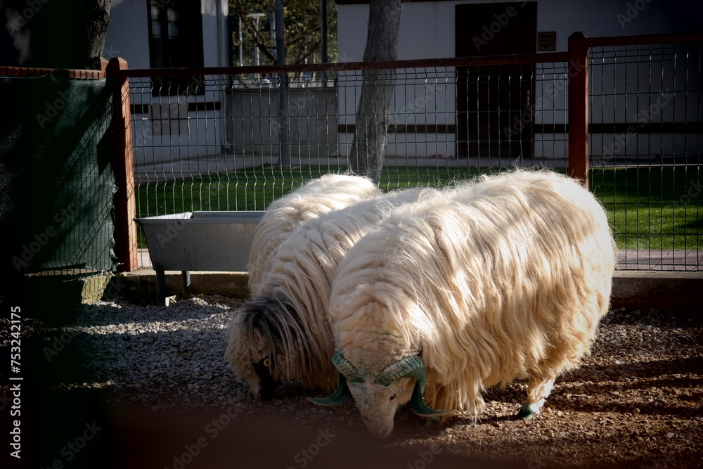 Breed sheep living in the zoo. The Sarda is a breed of domestic sheep ...