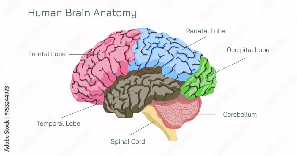 Human Brain Anatomy and How the Brain Works vector illustration ...