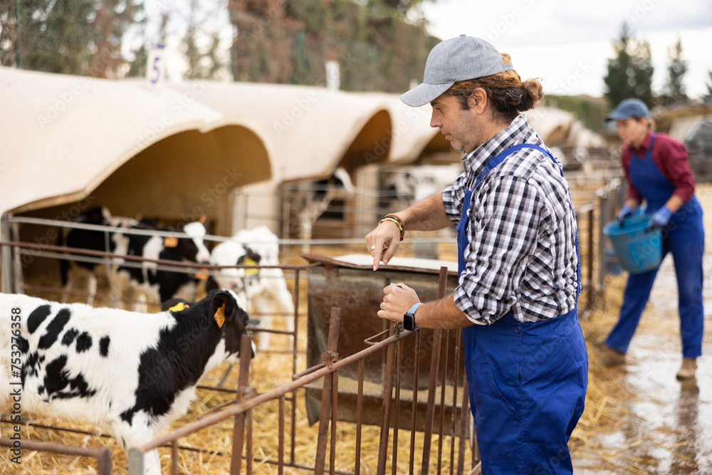 Adult owner of farm smiling and petting calves in open stall on farm ...