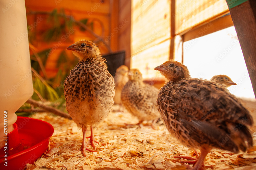 Jumbo Coturnix Quails in a brooder on a farm in the summer Stock Photo ...