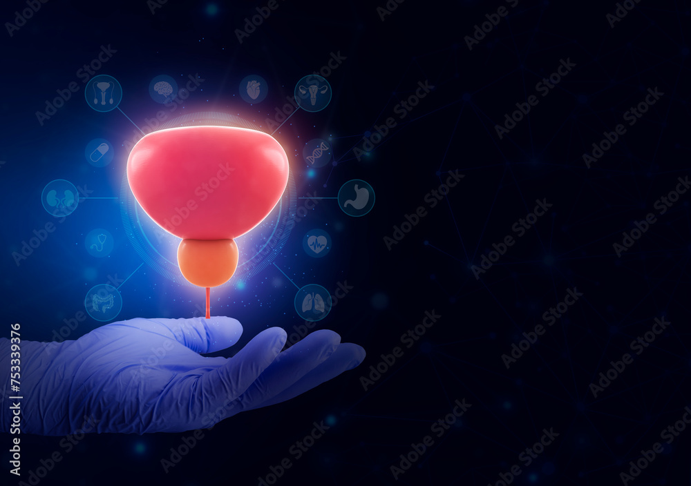 Prostate cancer, bladder cancer. Study and analysis of the prostate ...