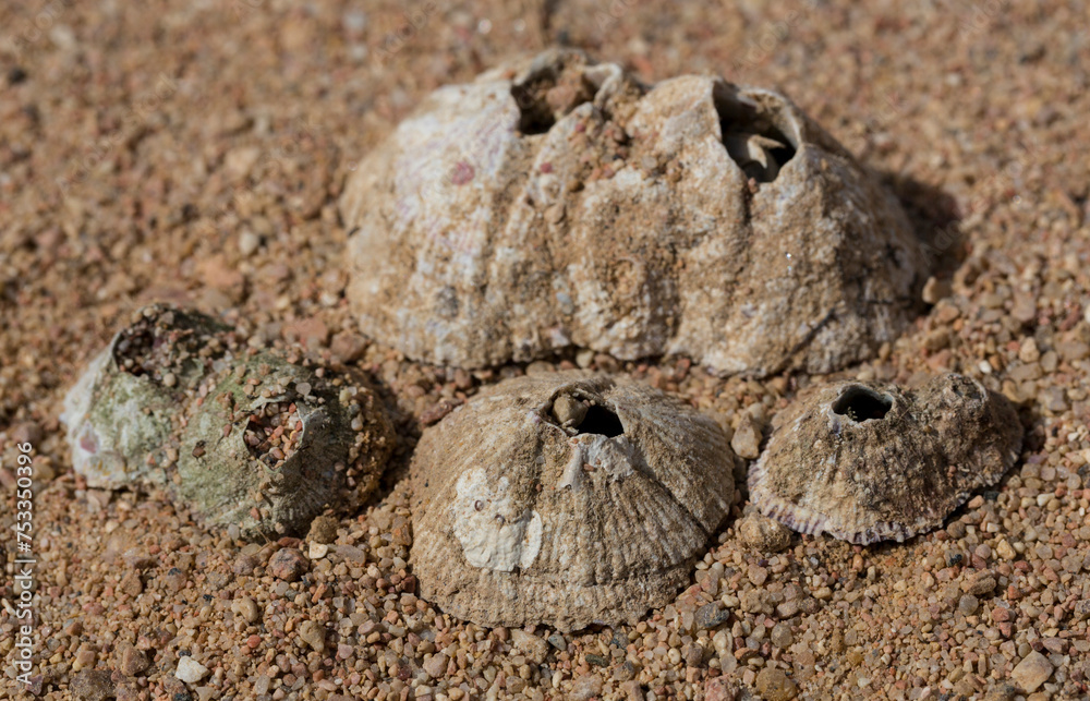 Tetraclita squamosa - Thatched barnacle. Balanus (Balanomorpha) is a ...