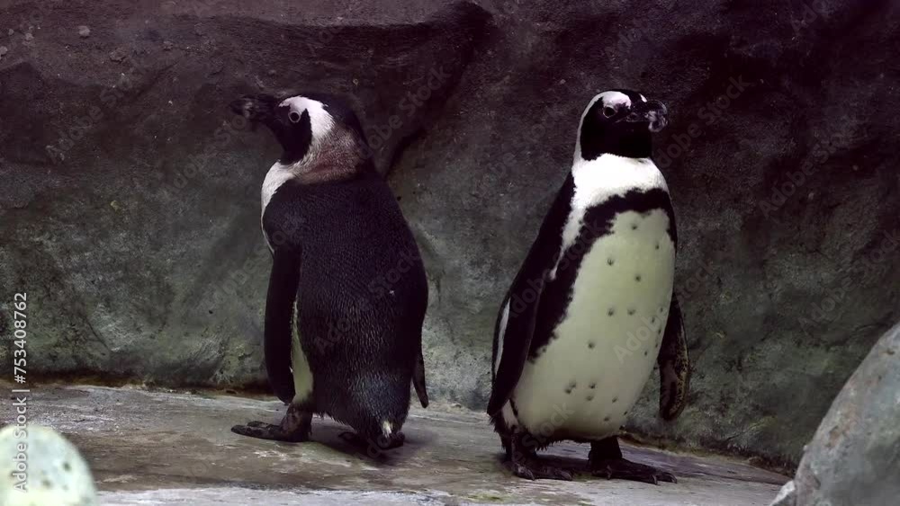 Two penguins standing together on nature rock background. 4k cinematic ...
