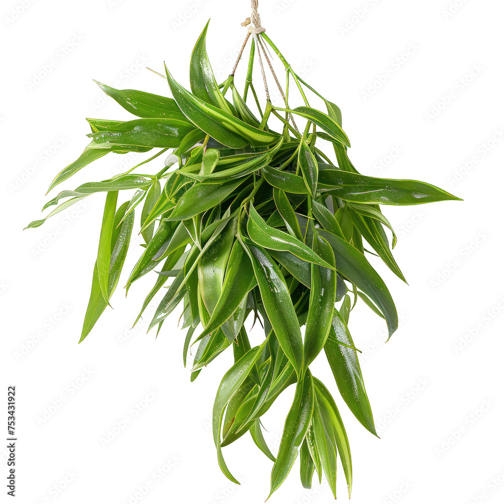 A cluster of chlorophytum comosum with green leaves hangs in the corner ...