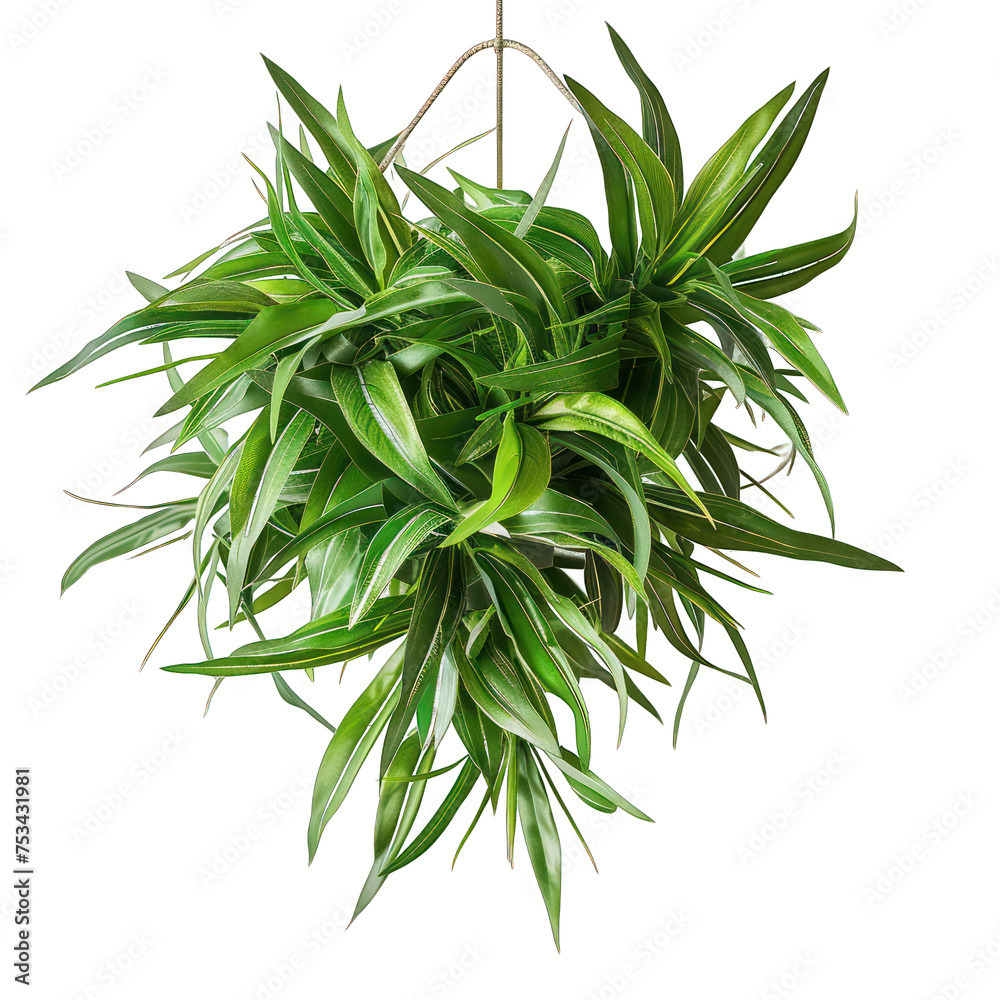 A cluster of chlorophytum comosum with green leaves hangs in the corner ...