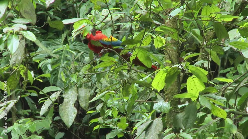 Parrot Scarlet Macaw sitting in a tree at a clay lick in the Amazon ...