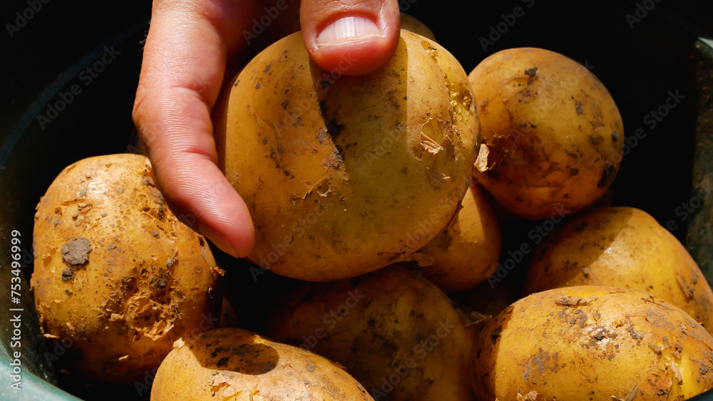A farmer's hand sorts through freshly picked large potato tubers in a ...