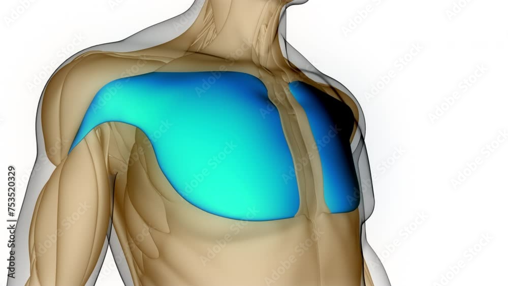 Human Muscular System Torso Muscles Pectoral Muscles Anatomy Animation ...