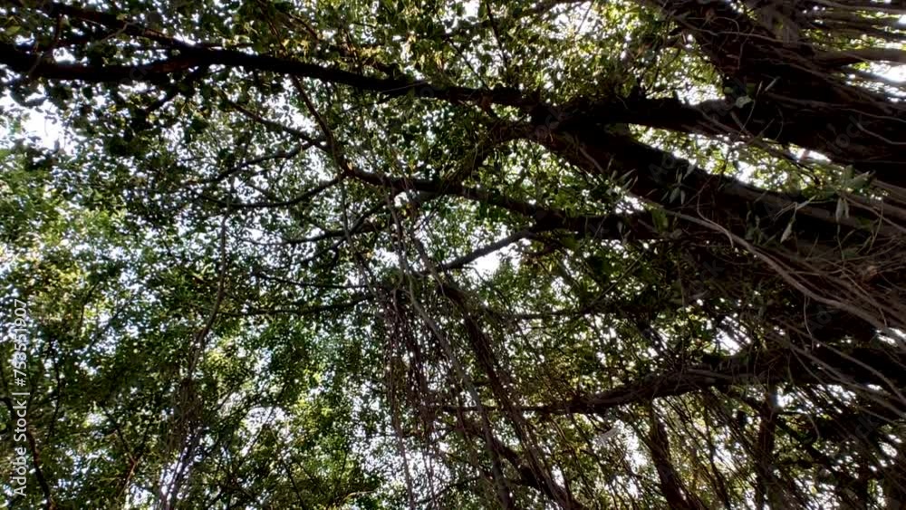 Look up at the magnificent canopy of the banyan tree, also known as ...